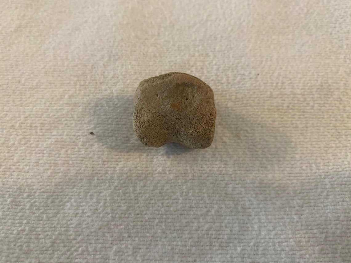 Dinosaur Toe Bone, Ornithomimus Fossil, Cretaceous, 68 MYO Glendive MT ...