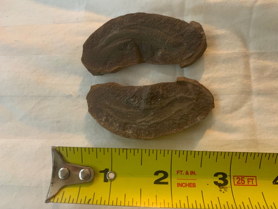 Tullimonstrum Gregarium Fossil, (tully Monster) Braidwood, Ill Penn per ...