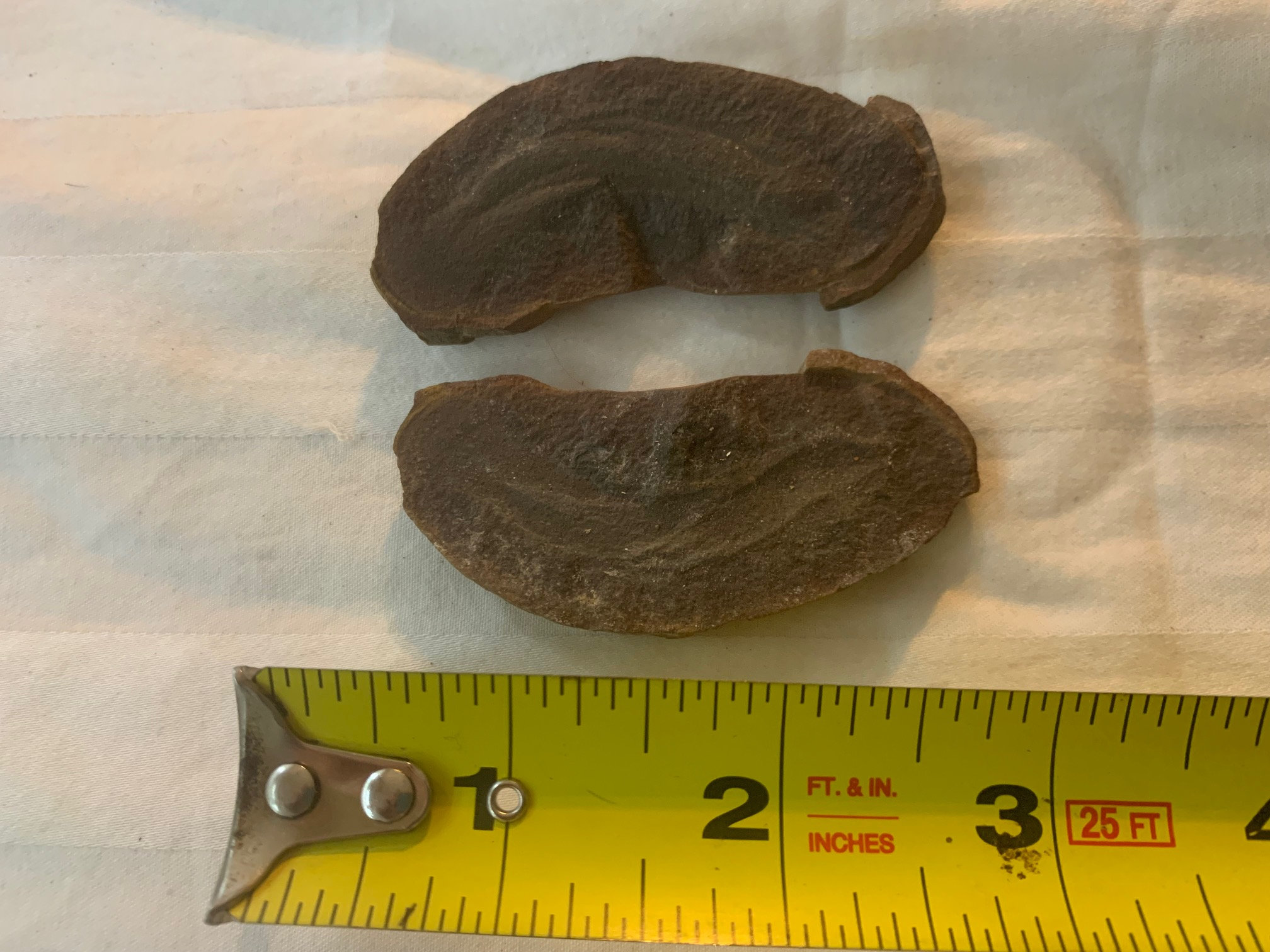 Tullimonstrum Gregarium Fossil, (tully Monster) Braidwood, Ill Penn per ...