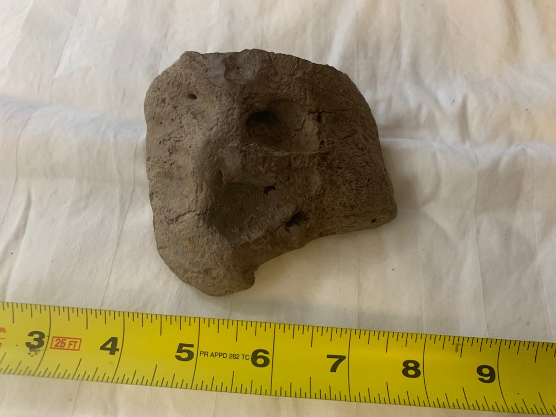 Pathological Denversaurus Scute Section Dinosaur Bone - Collected From ...