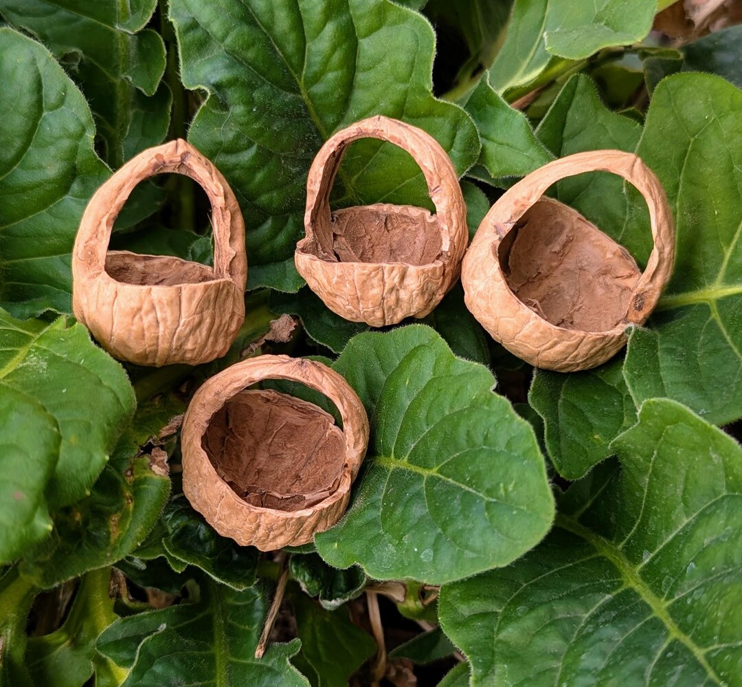 Walnut Shell Fairy Baskets (set of 4), Handmade DIY Crafting Supplies ...