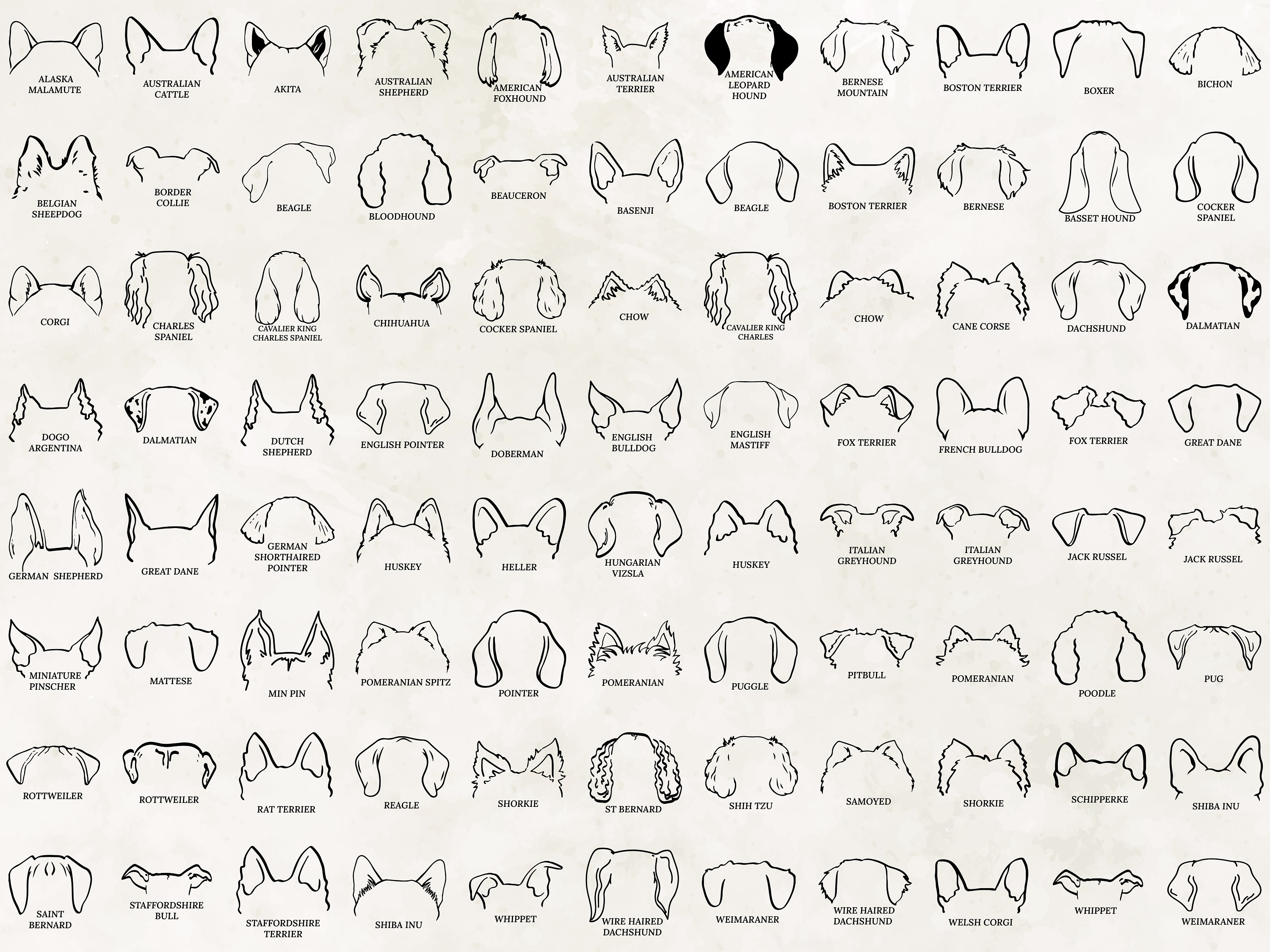 Orejas de raza de perro SVG / Dibujado a mano / Paquete de contorno de ...