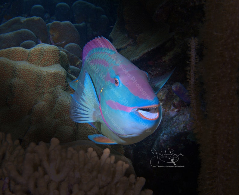 Parrotfish Portrait, Bonaire Photograph - Etsy