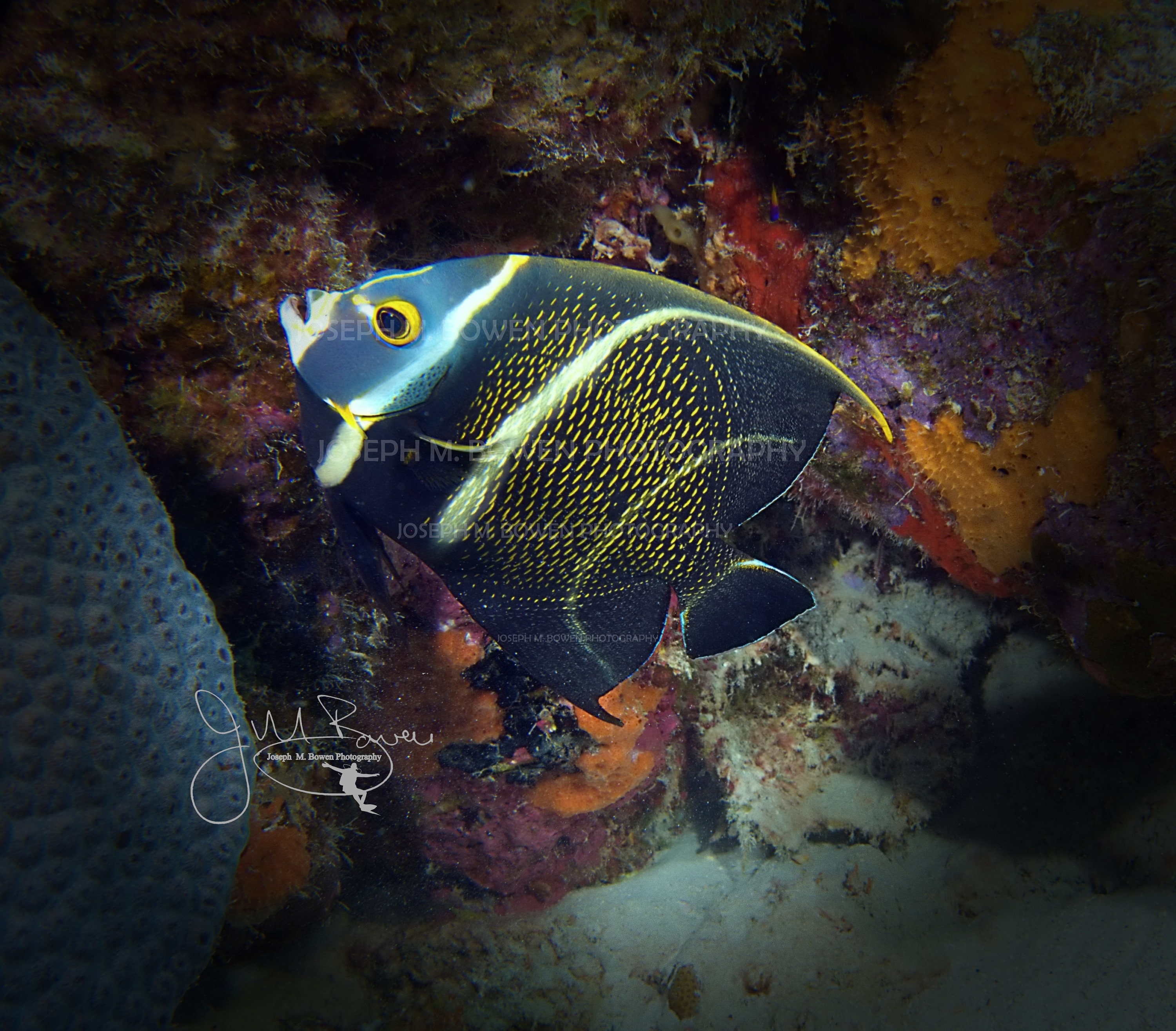 French Angelfish Transitional Phase, Bonaire Photograph - Etsy
