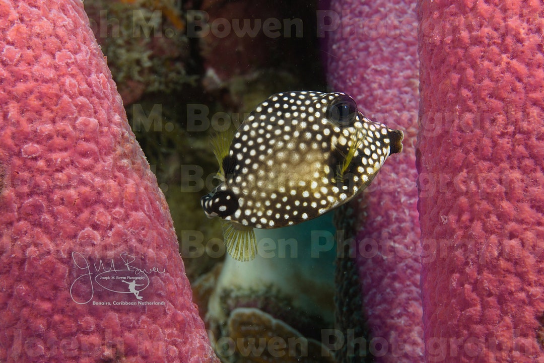 Juvenile Smooth Trunkfish, Bonaire Photograph - Etsy