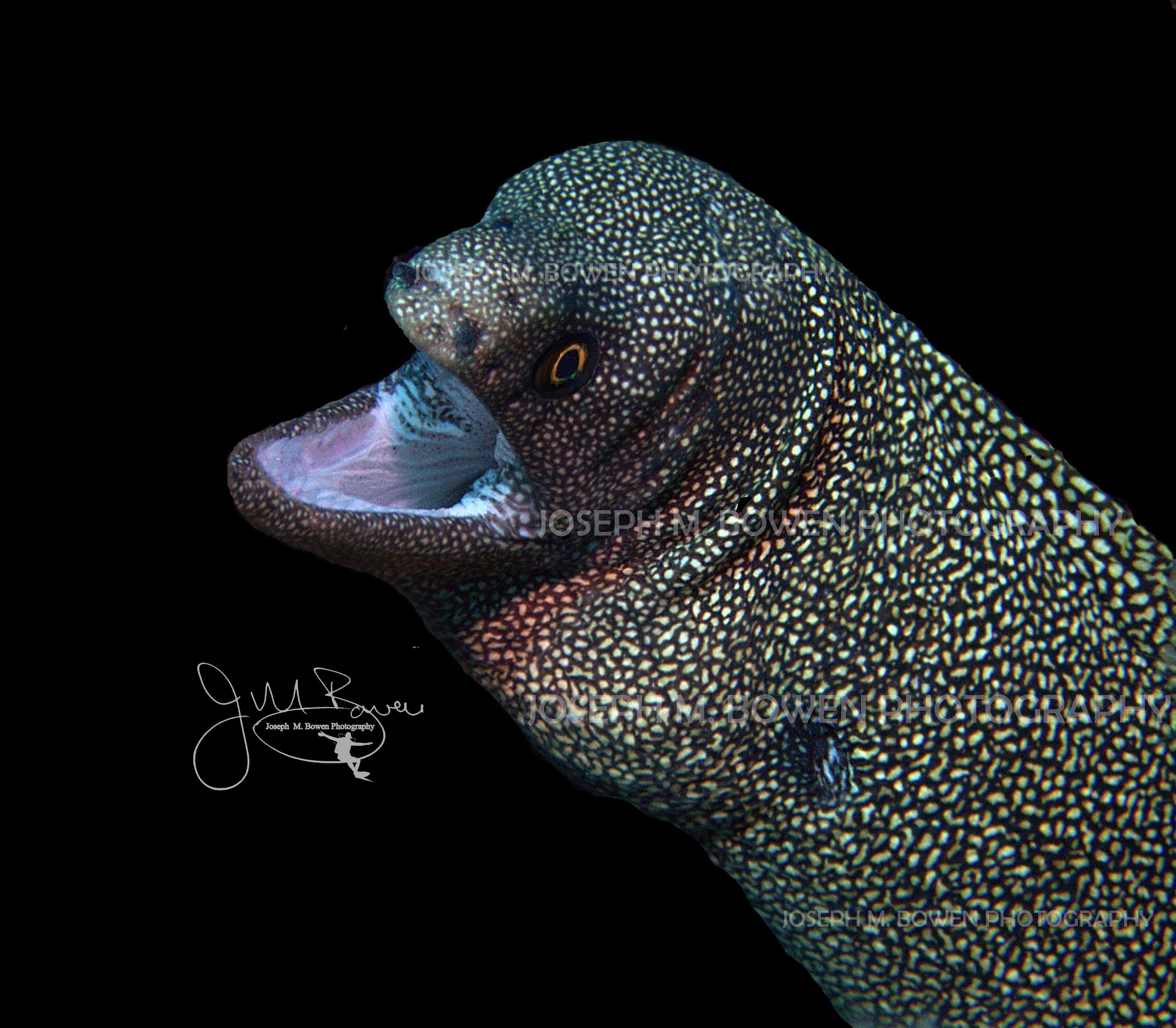 Goldentail Moray Eel Portrait Photograph - Etsy