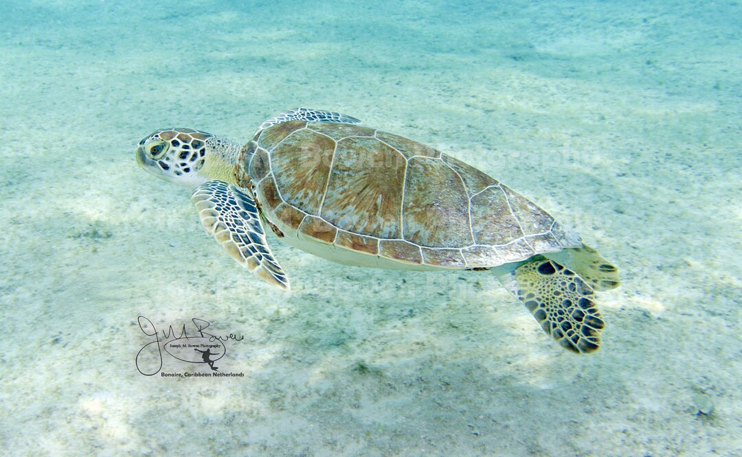 Flying Sea Turtle, Bonaire Photograph - Etsy