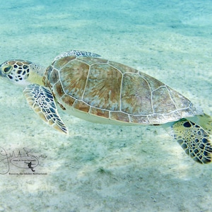Flying Sea Turtle, Bonaire Photograph - Etsy