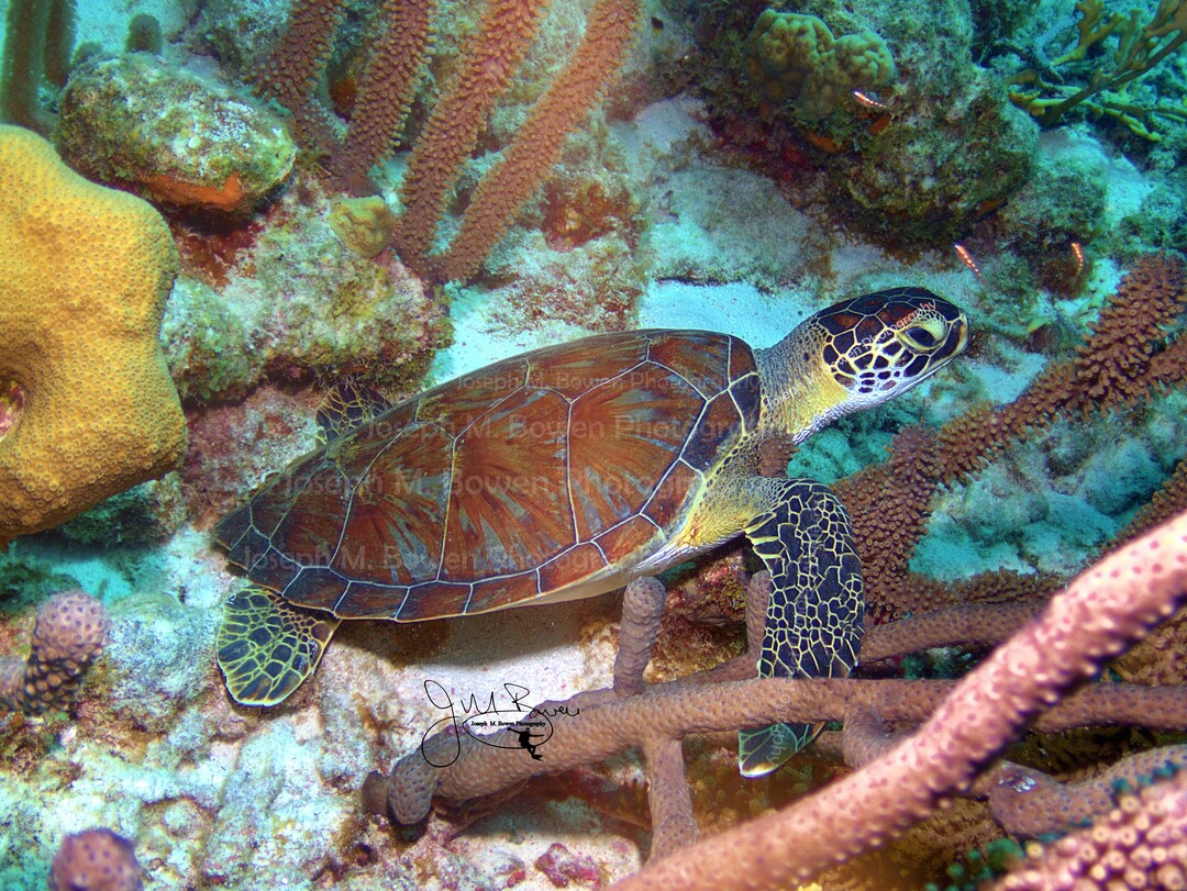 Green Sea Turtle Portrait, Bonaire Photograph - Etsy