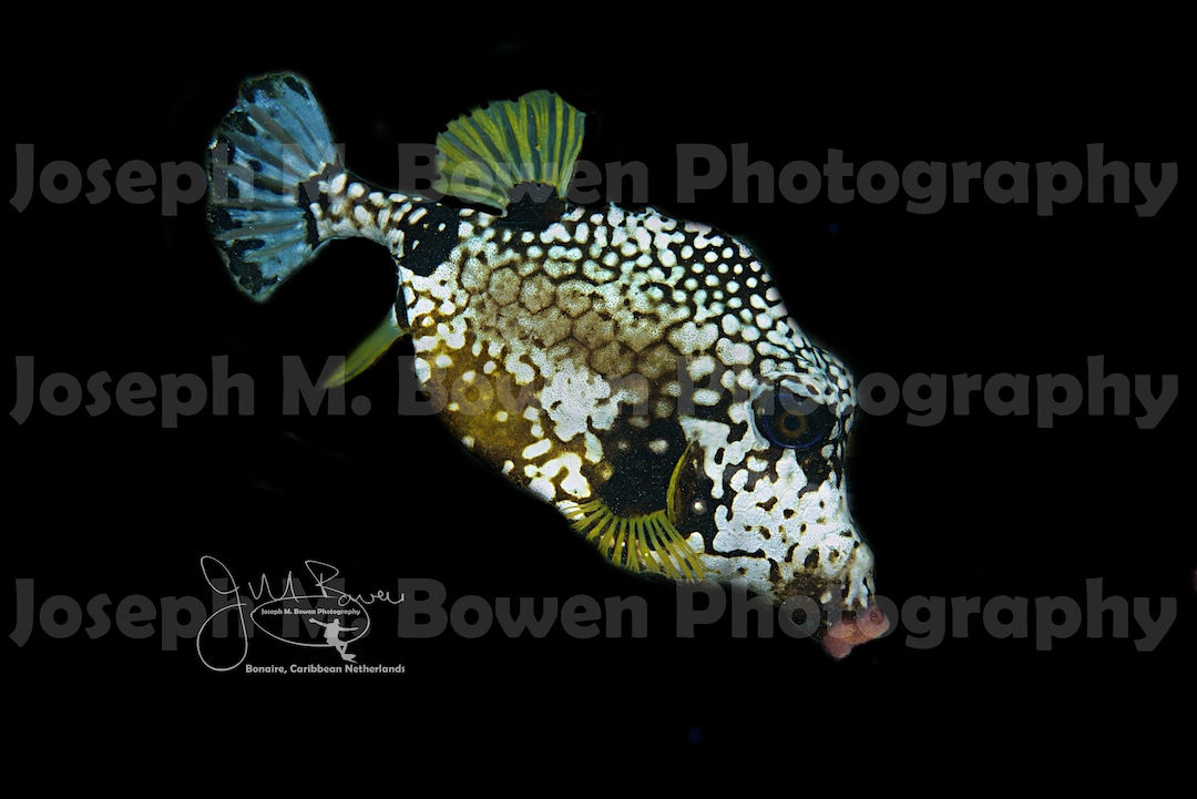 Smooth Trunkfish Silhouette, Bonaire Photograph - Etsy