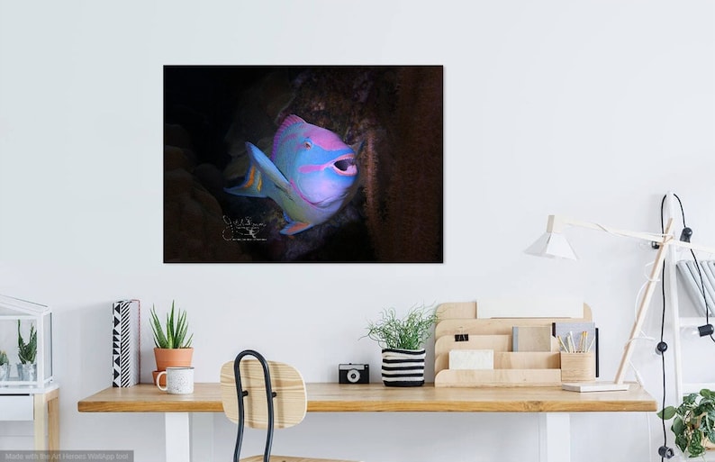 Parrotfish Smile, Bonaire Photograph - Etsy