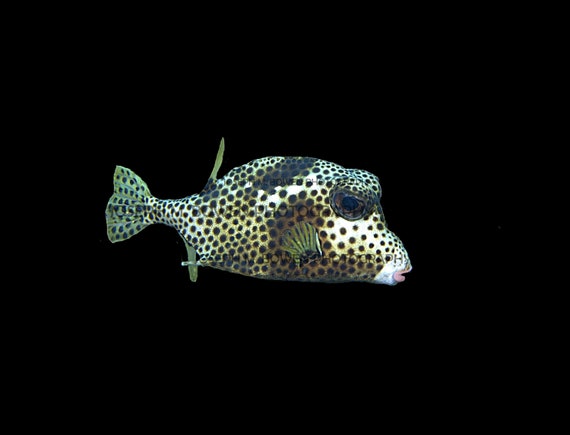 Juvenile Spotted Trunkfish