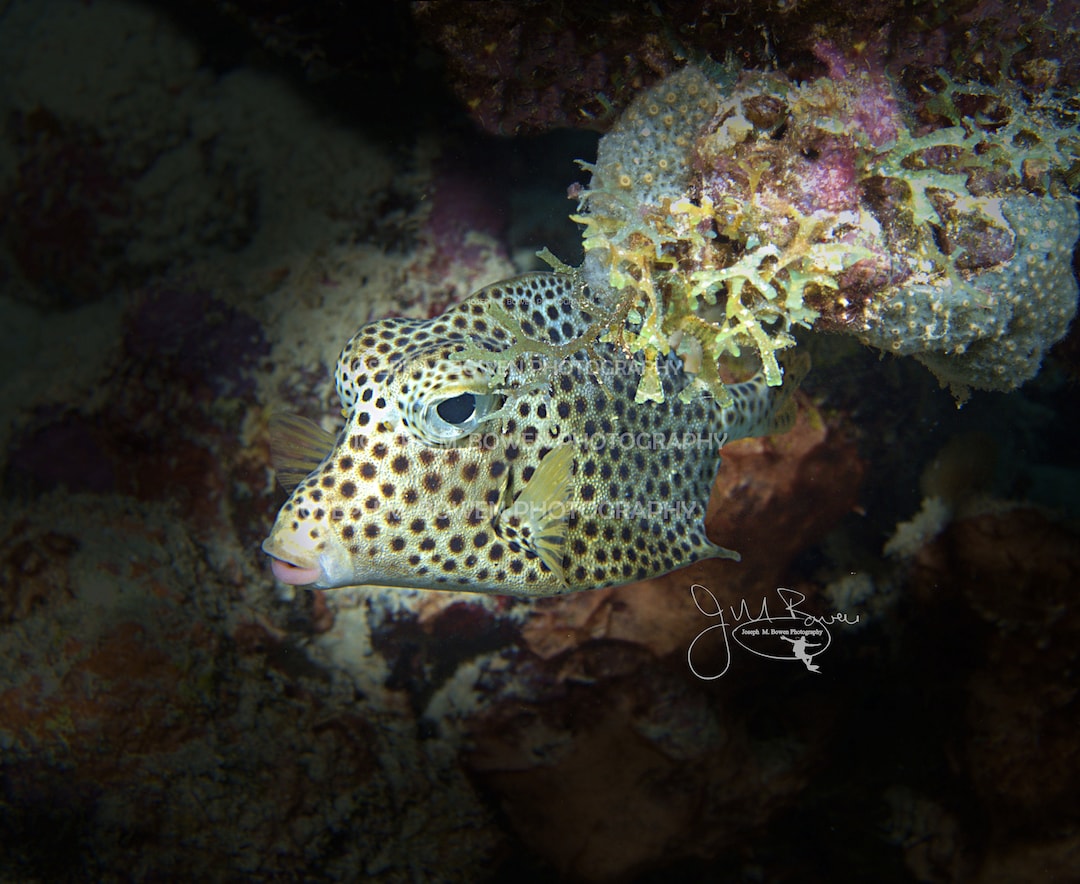 Juvenile Spotted Trunkfish, Bonaire Photograph - Etsy