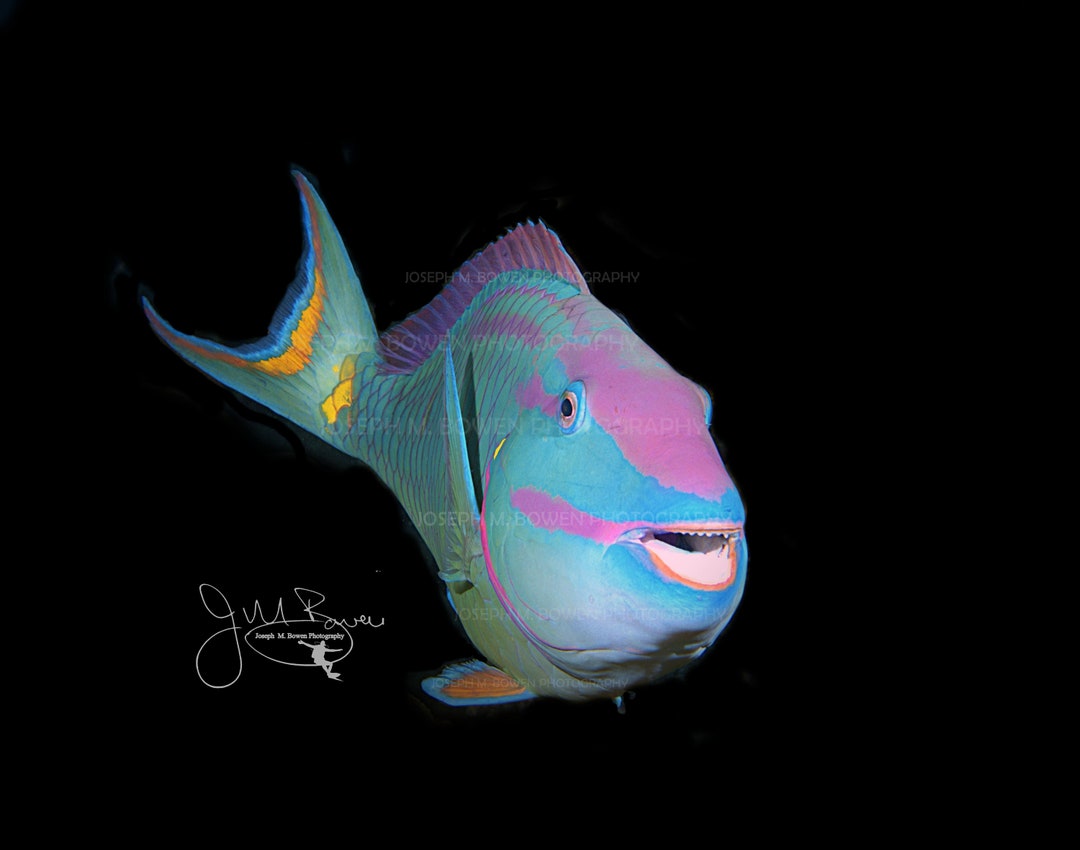 Parrotfish Grin, Bonaire Photograph - Etsy