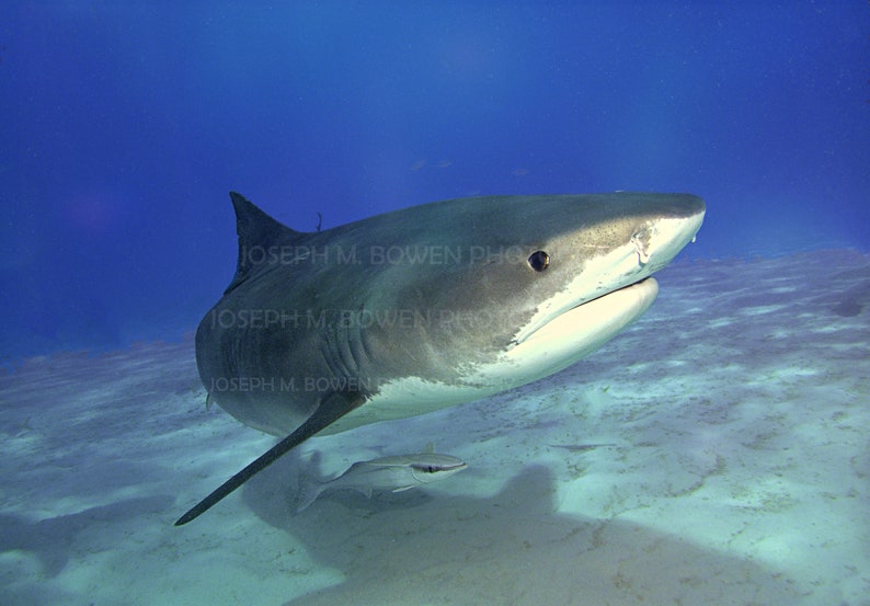 Big Tiger Shark in the Shallows Bahamas Digital Photograph - Etsy