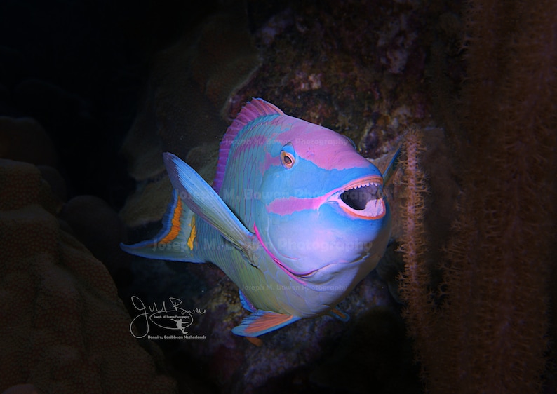 Parrotfish Smile, Bonaire Photograph - Etsy
