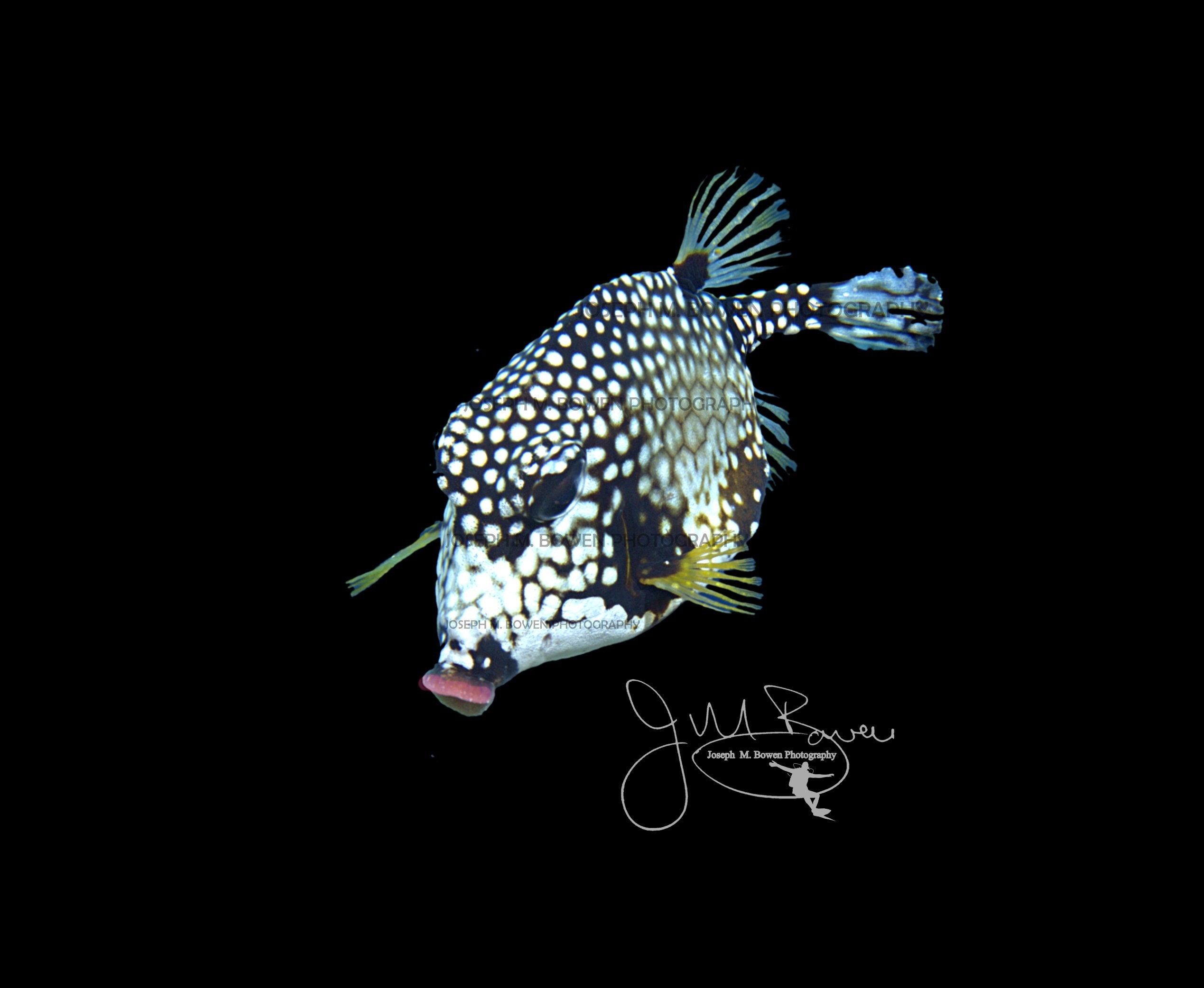 Smooth Trunkfish