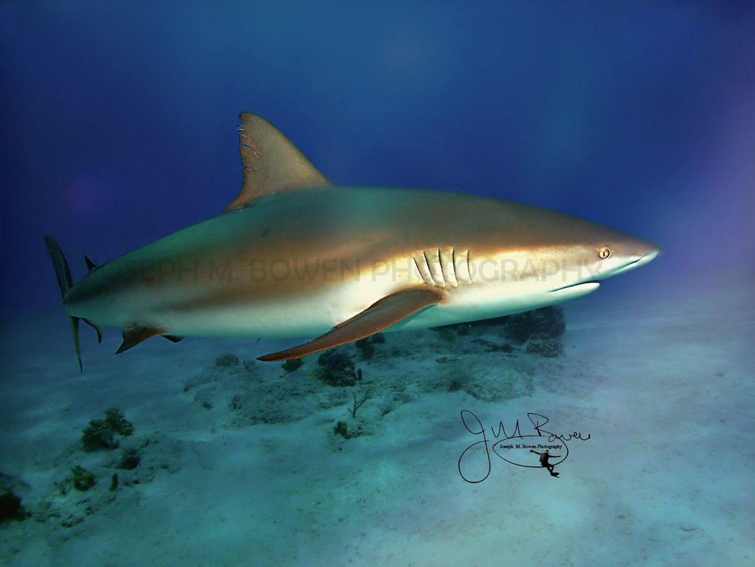 Silky Shark in the Shallows at Twilight, Bahamas Photograph - Etsy