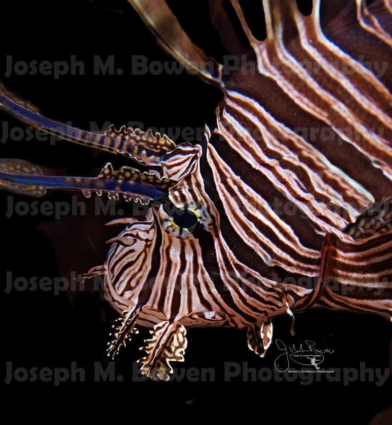 Lionfish Close-up, Bonaire Photograph - Etsy