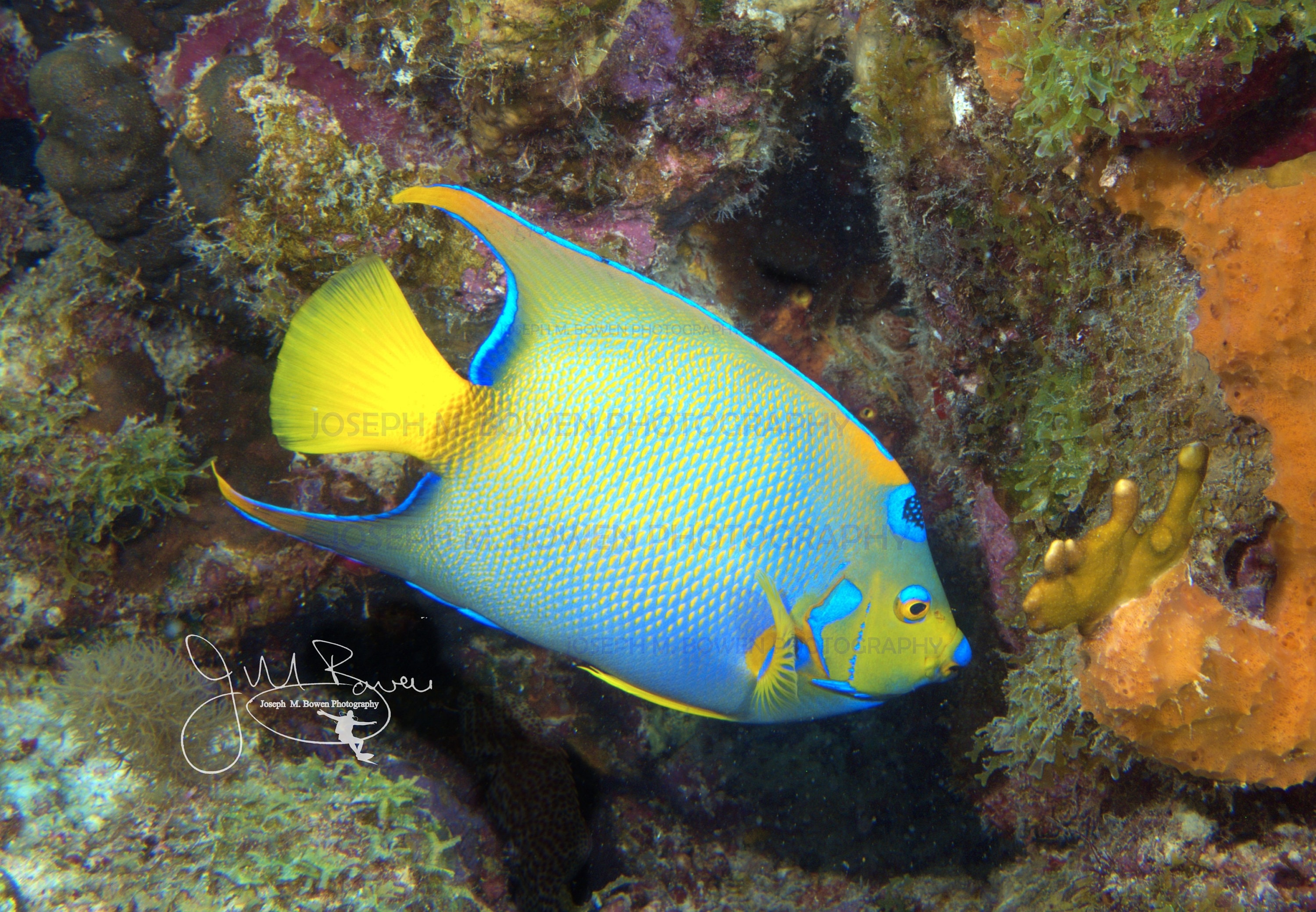 Queen Angelfish on the Reef, Bonaire Photograph - Etsy