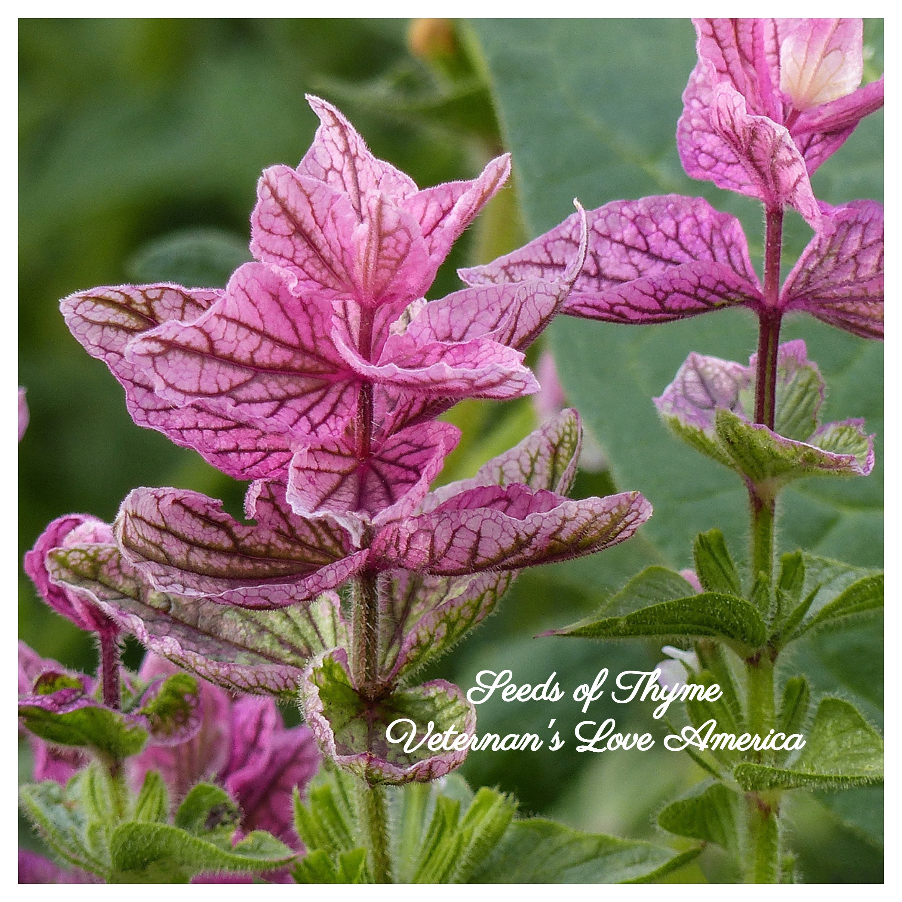 Pink Sundae Sage 50 Seeds Pink Sundae Clary Sage Perennial Many Healing ...