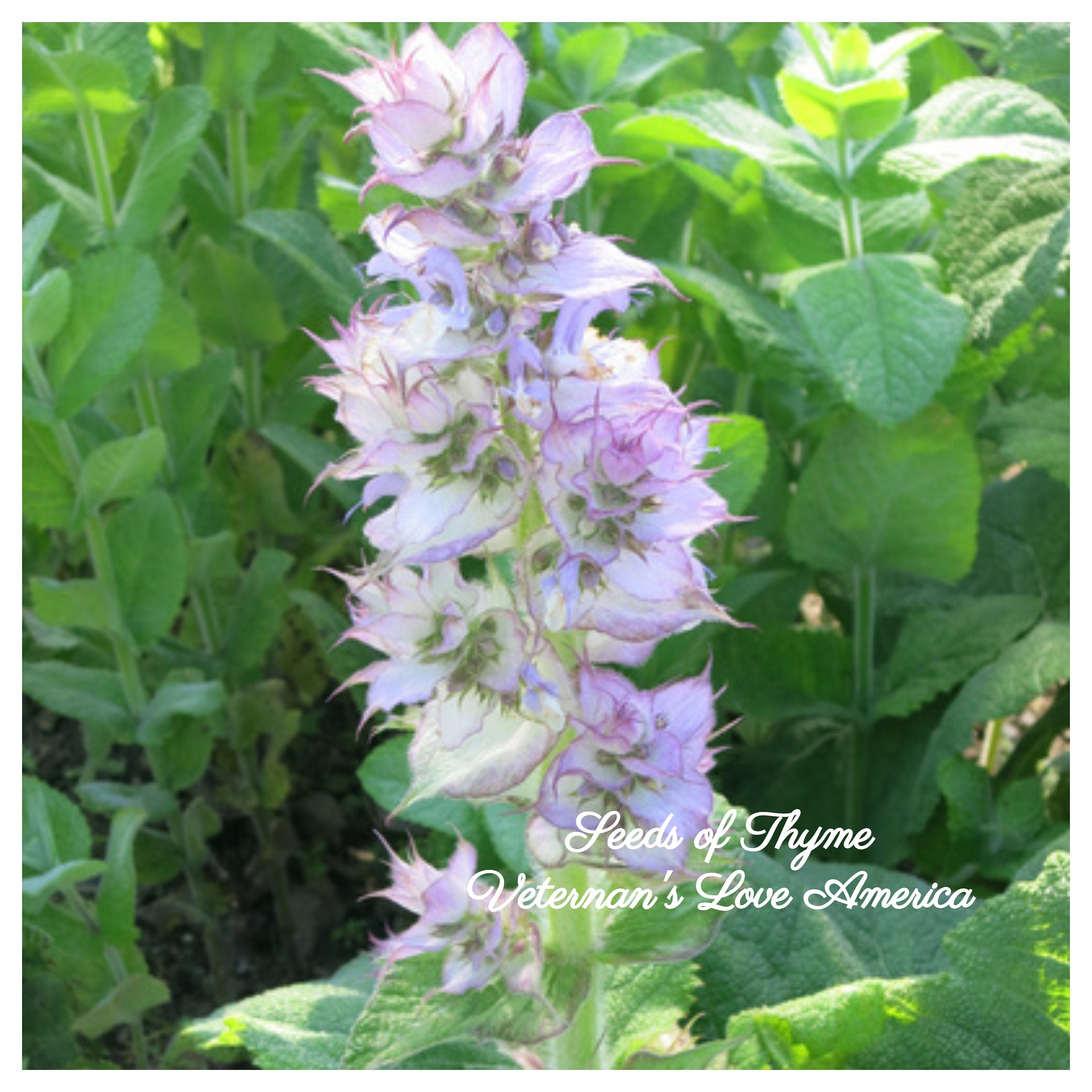 Pink Sundae Sage 50 Seeds Pink Sundae Clary Sage Perennial Many Healing ...