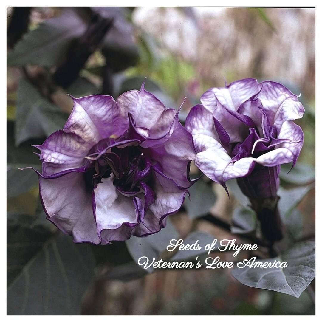 Angel Trumpet Flower Seeds Black Swirl Moonflower Devil's Trumpet Seeds ...