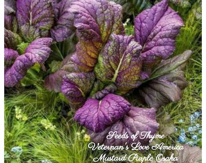 Mustard Purple Osaka | Mustard Green Seeds | (brassica Juncea ...