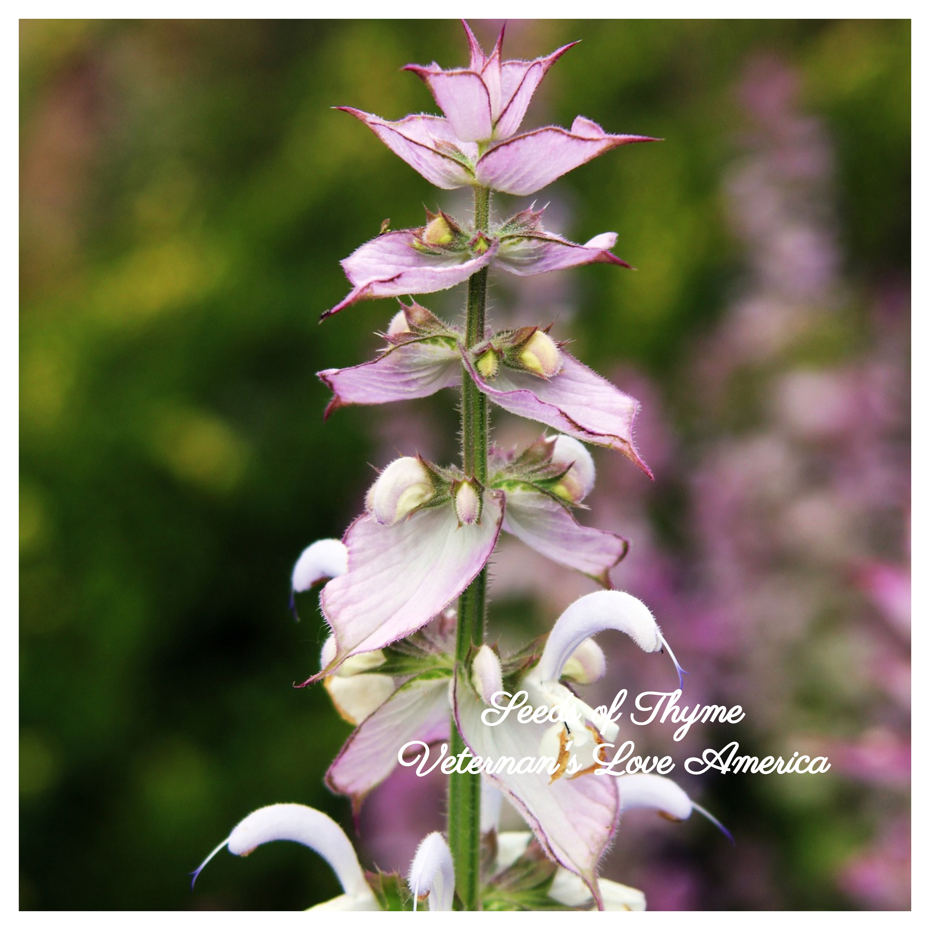Pink Sundae Sage 50 Seeds Pink Sundae Clary Sage Perennial Many Healing ...