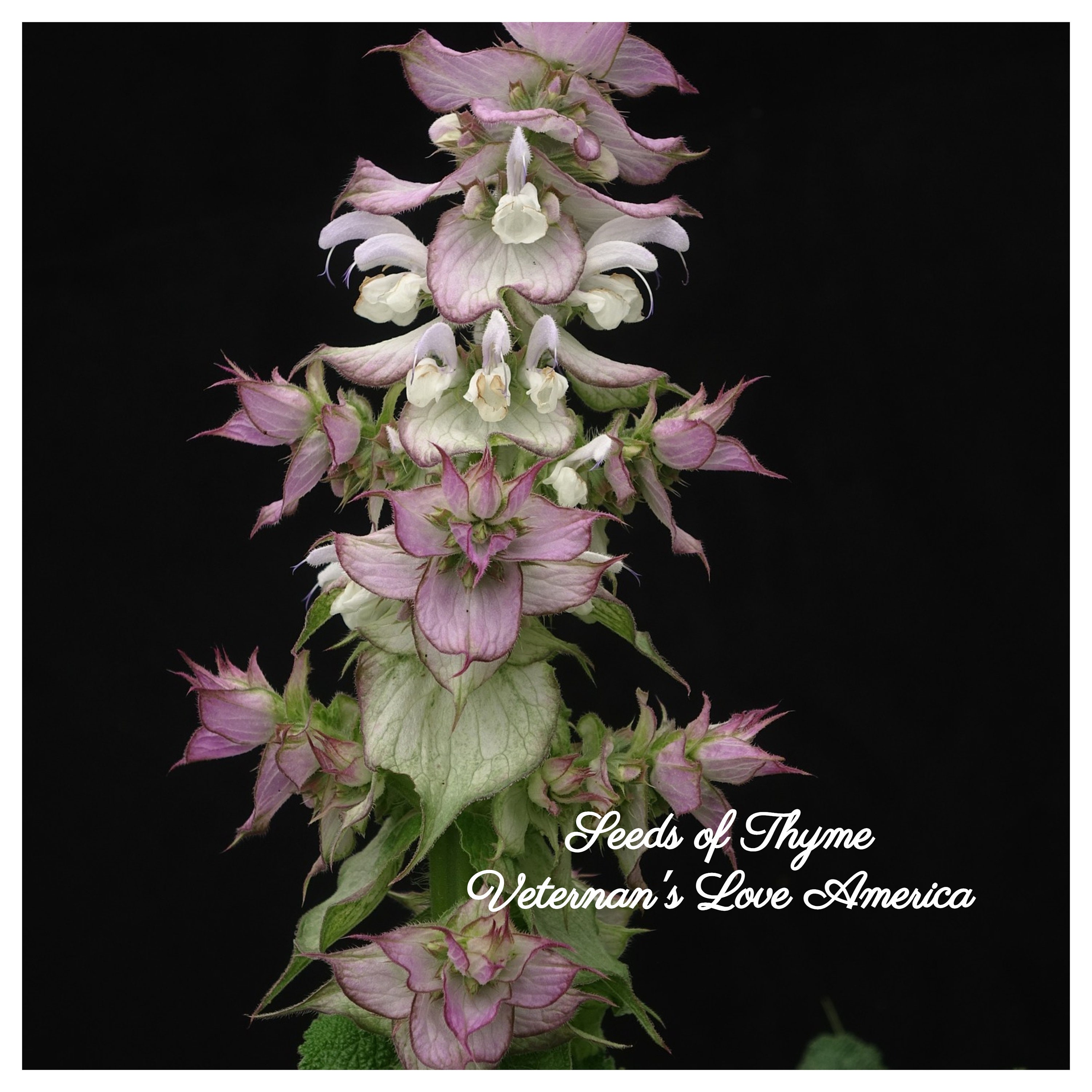 Pink Sundae Sage 50 Seeds Pink Sundae Clary Sage Perennial Many Healing ...
