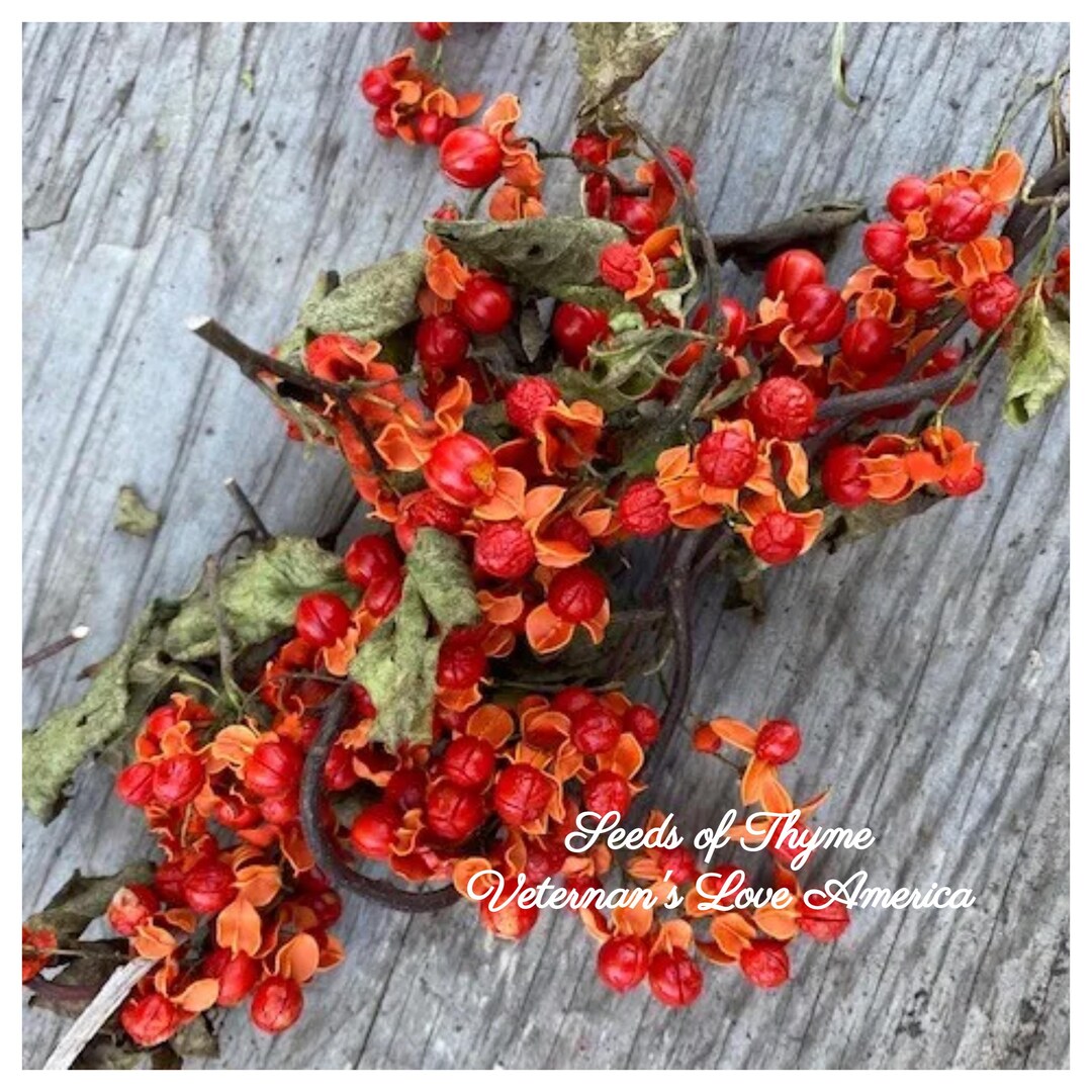 Bittersweet Seeds | American Climbing Bittersweet | (celastrus Scandens) | Add to Prim Crafts ...