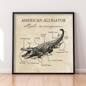 Alligator Anatomy Poster, Western Vintage Wall Art, American Wall Decor ...