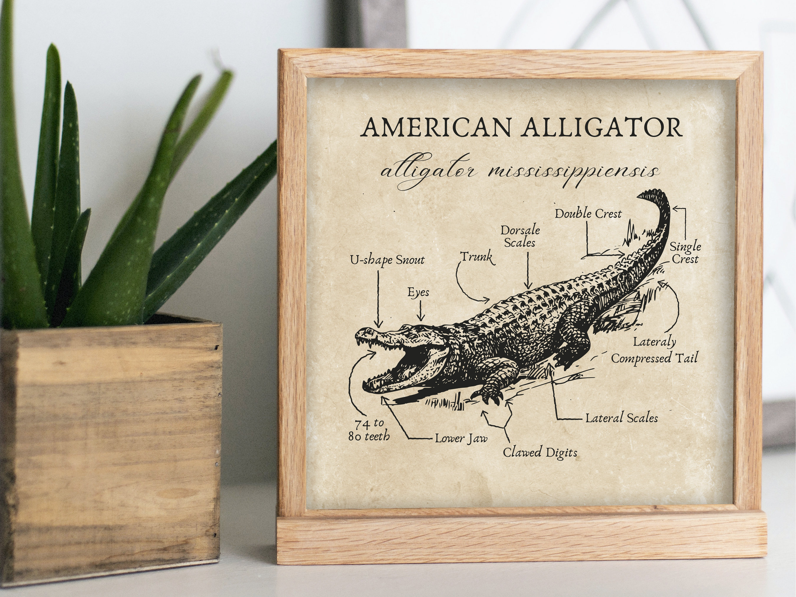 Alligator Anatomy Poster, Western Vintage Wall Art, American Wall Decor ...