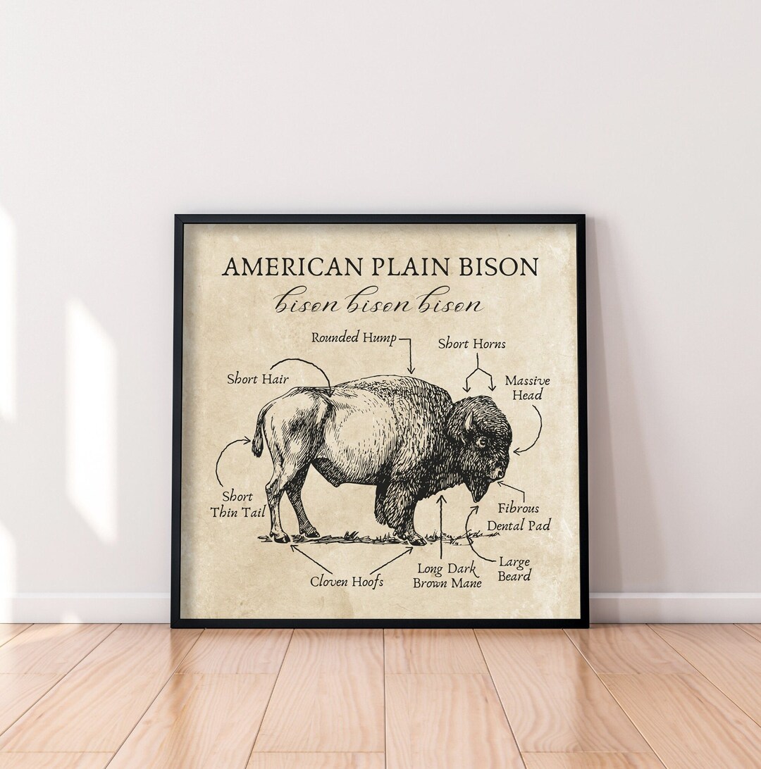 American Bison Anatomy Poster, Western Vintage Wall Art, American Wall ...