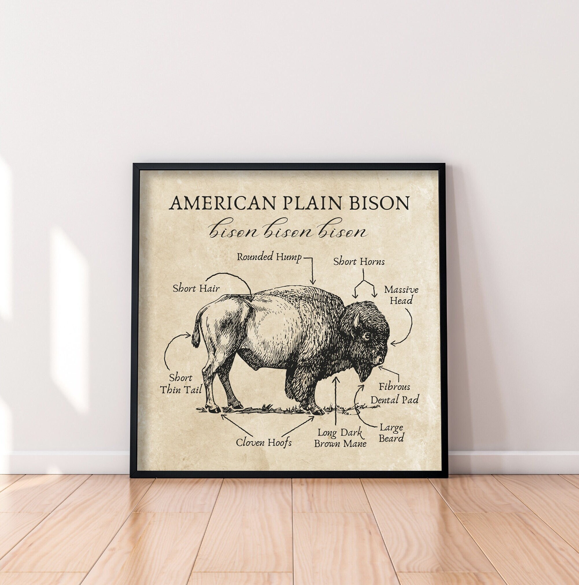 American Bison Anatomy Poster, Western Vintage Wall Art, American Wall ...