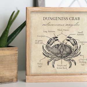 Dungeness Crab Anatomy Poster, Coastal Vintage Wall Art, American Wall ...