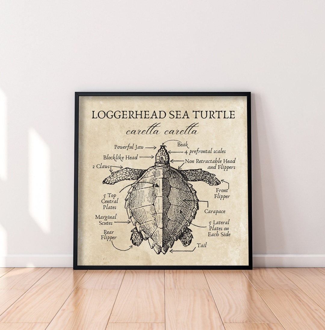 Loggerhead Sea Turtle Anatomy Poster, Coastal Vintage Wall Art, Sea ...