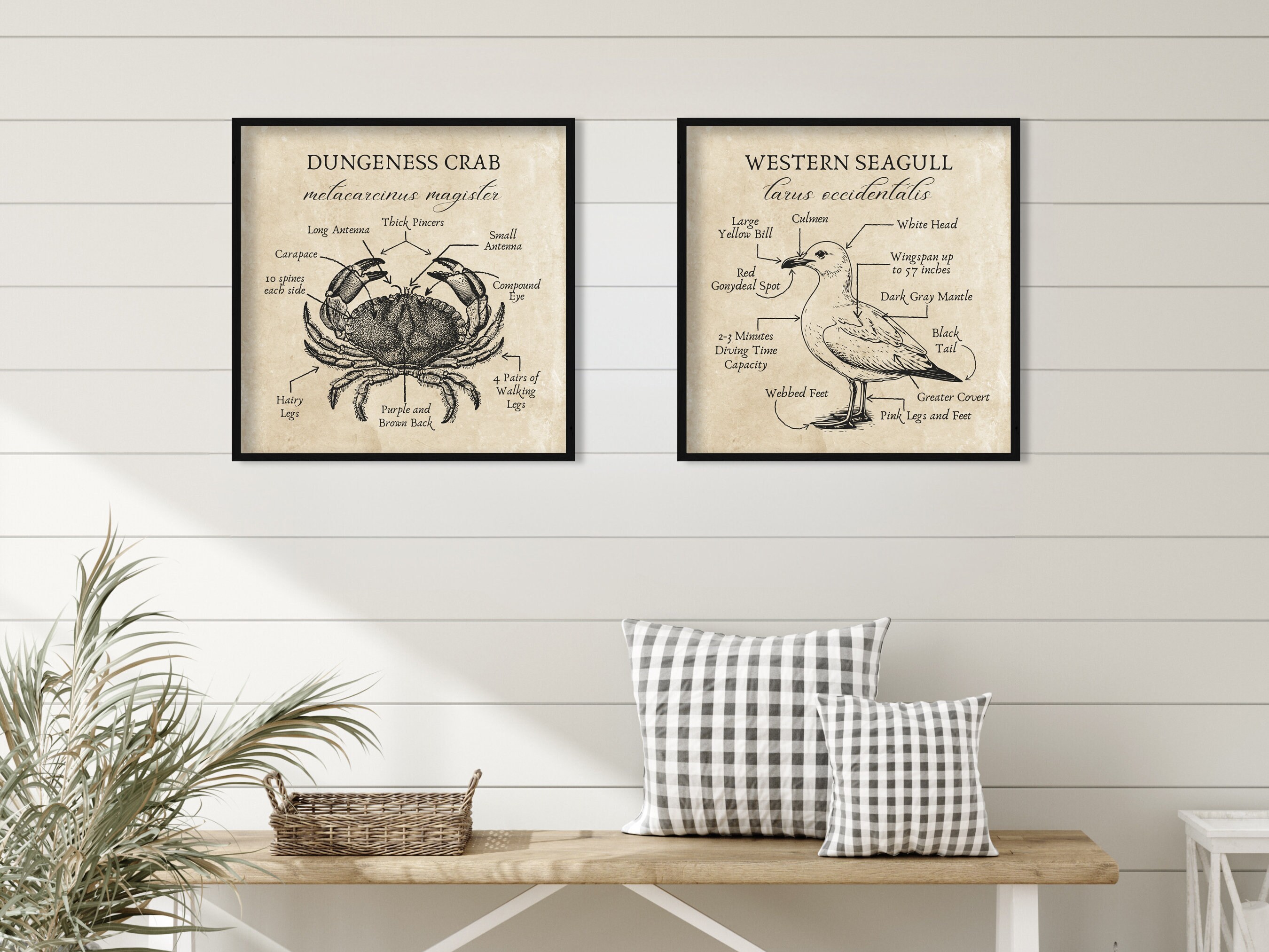 Dungeness Crab Anatomy Poster, Coastal Vintage Wall Art, American Wall ...