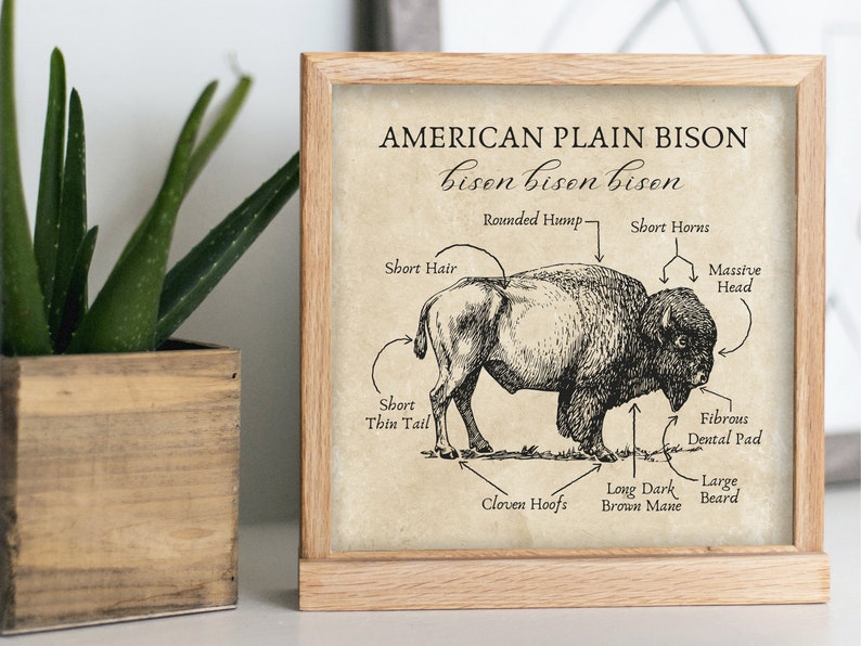 American Bison Anatomy Poster, Western Vintage Wall Art, American Wall ...