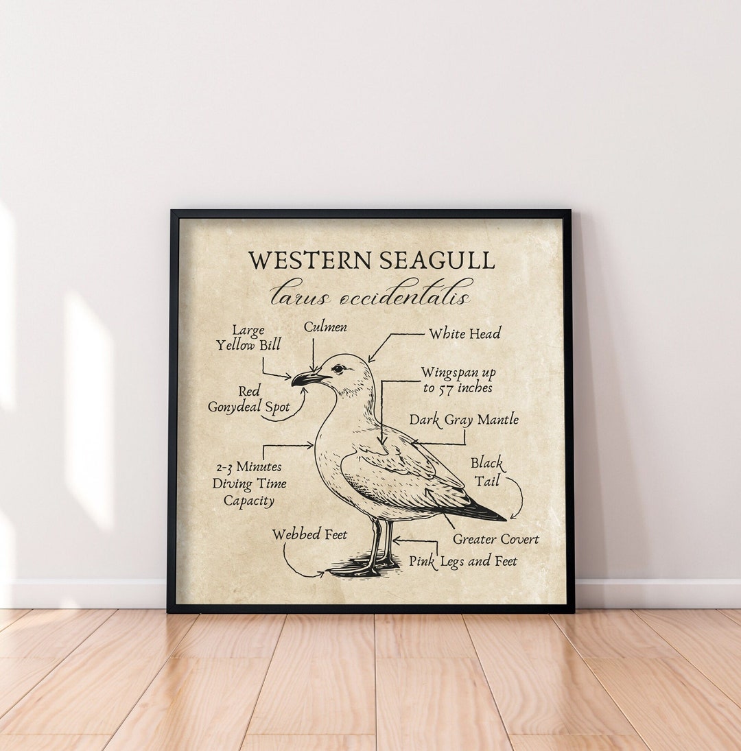 Western Seagull Anatomy Poster, Coastal Vintage Wall Art, American Wall ...