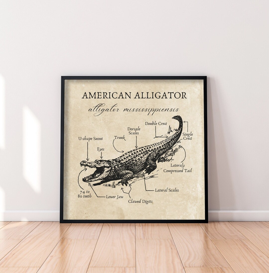 Alligator Anatomy Poster, Western Vintage Wall Art, American Wall Decor ...