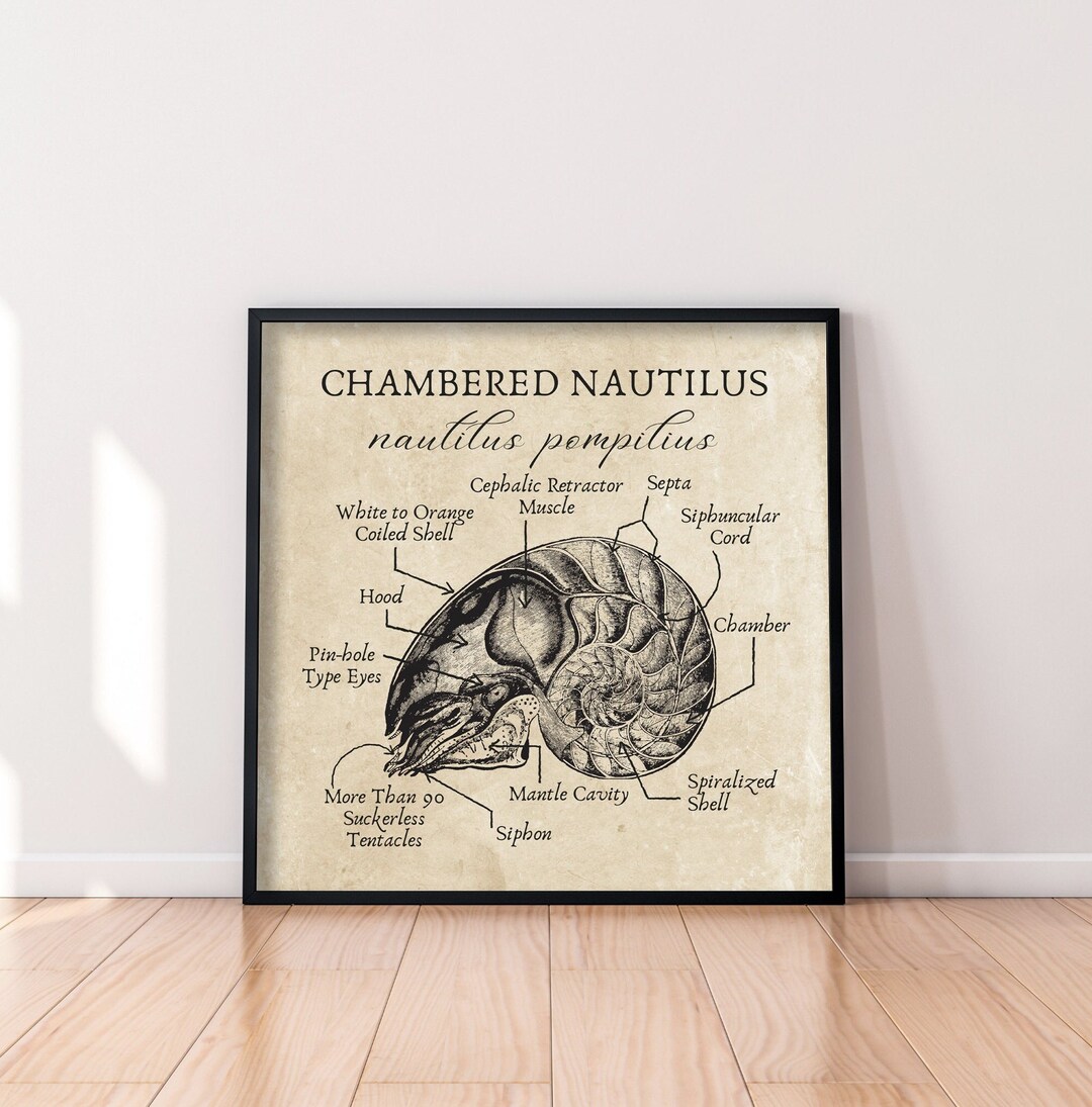 Coastal Vintage Wall Art, Nautilus Anatomy Poster, Sea Life Wall Decor ...