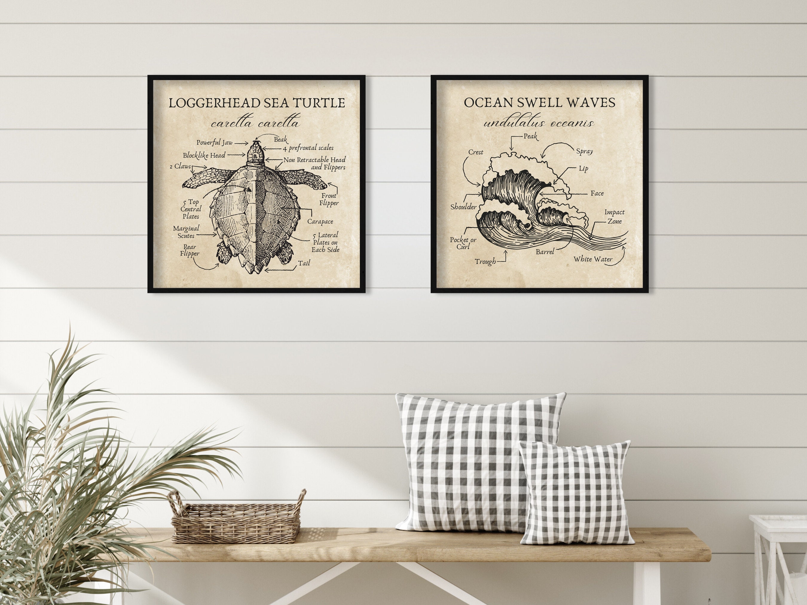 Loggerhead Sea Turtle Anatomy Poster, Coastal Vintage Wall Art, Sea ...