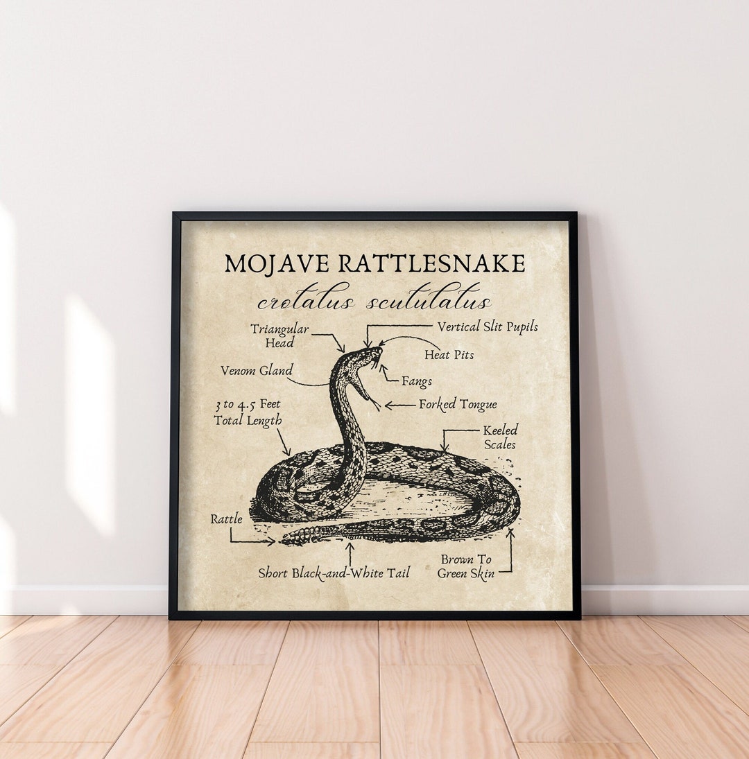 Rattlesnake Anatomy Poster, Western Vintage Wall Art, American Wall ...