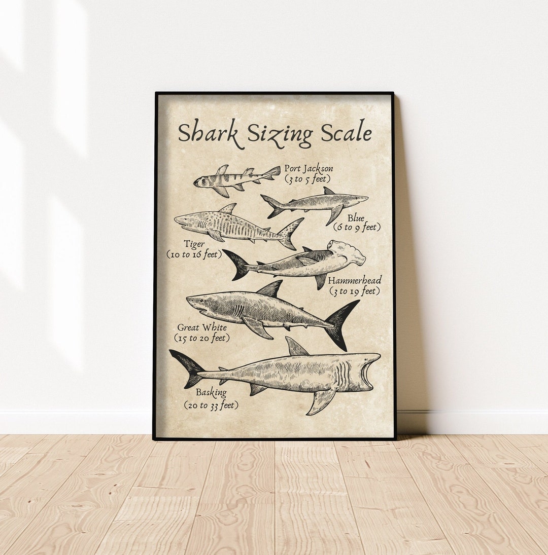 Shark Sizing Scale Poster, Beach House Decoration, Coastal Vintage Wall Art, Sea Wall Decor ...