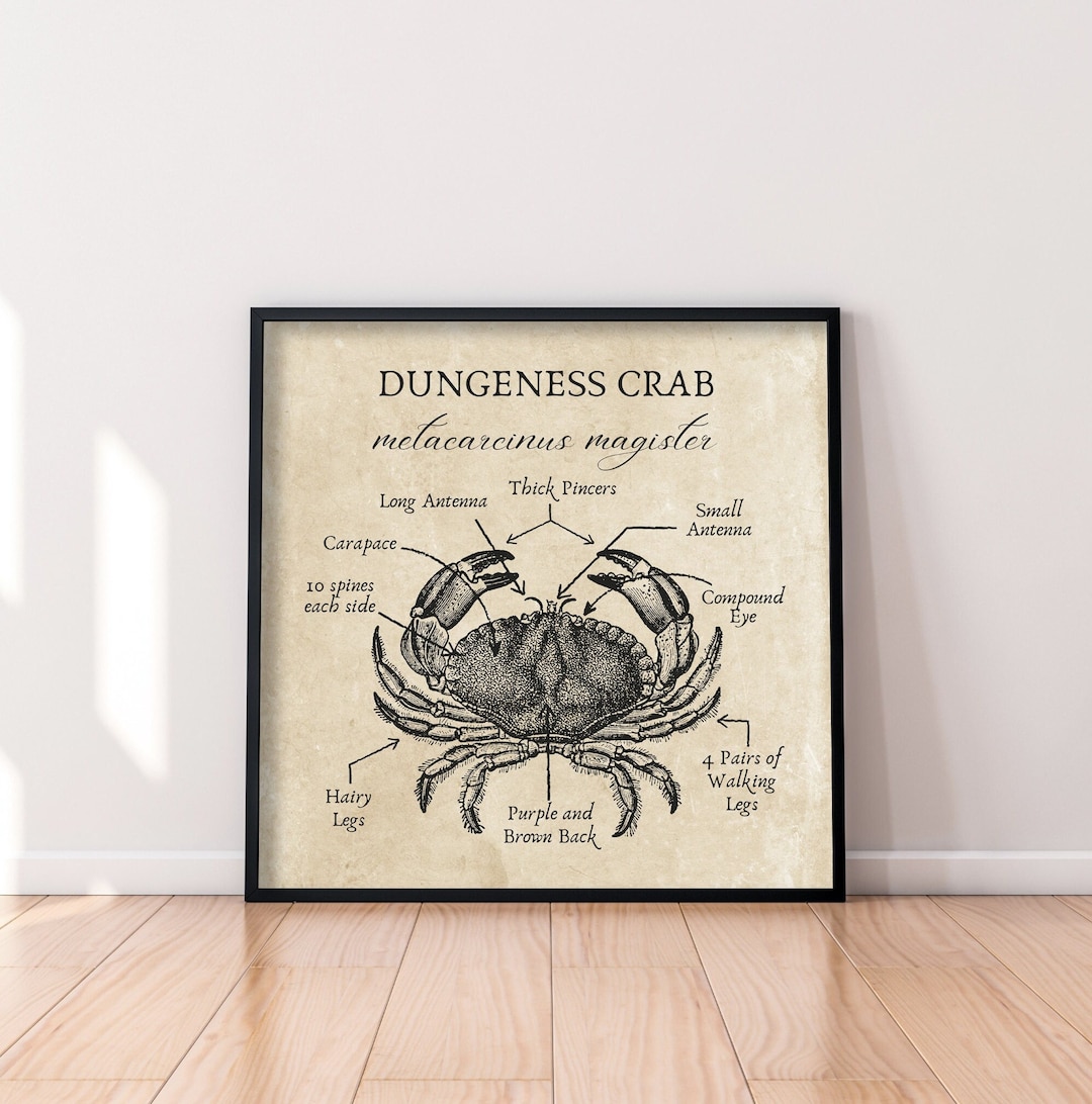 Dungeness Crab Anatomy Poster, Coastal Vintage Wall Art, American Wall ...