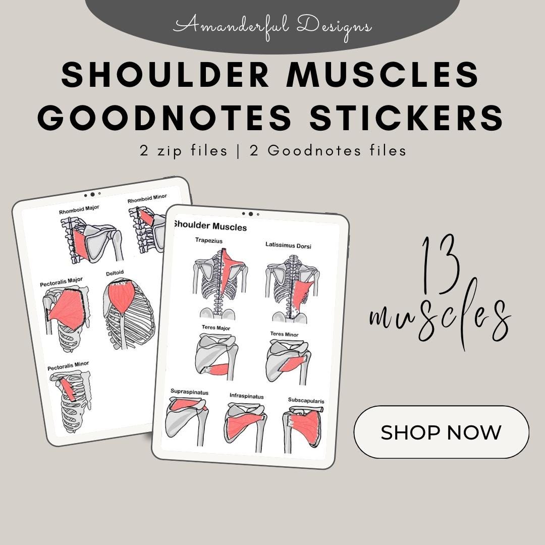 Shoulder Muscles Goodnotes Stickers - Etsy