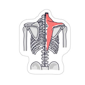 Trapezius Muscle Sticker, Anatomy Sticker, Physiology Decal, Medical ...