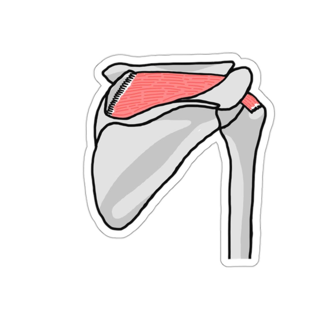 Supraspinatus Muscle Sticker, Anatomy Sticker, Physiology Decal ...