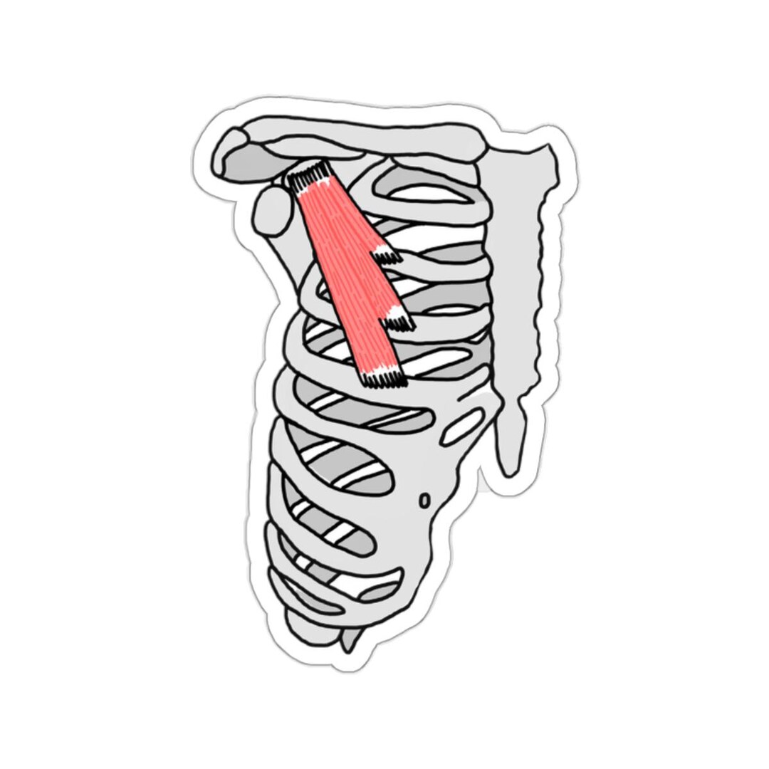 Pectoralis Minor Sticker Kiss-cut Stickers, Laptop Decal, Water Bottle ...